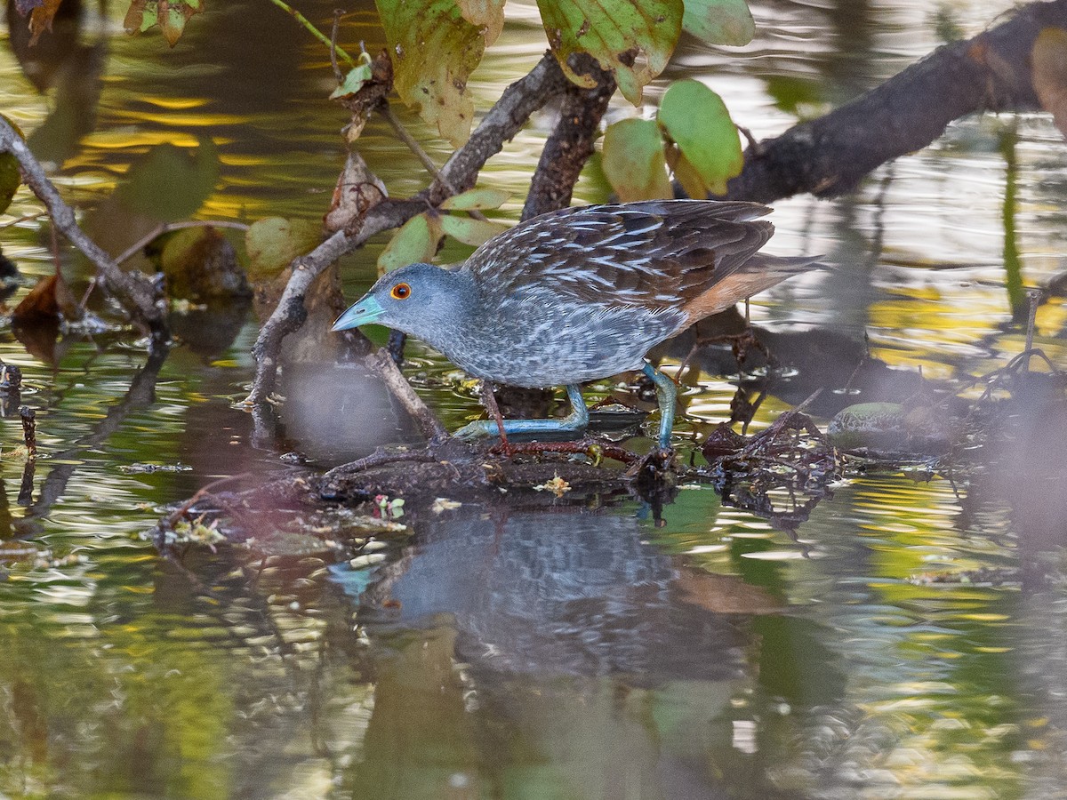Striped Crake - Aenigmatolimnas marginalis - Birds of the World