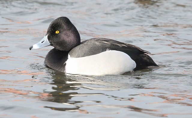 Scaup Vs Ringneck