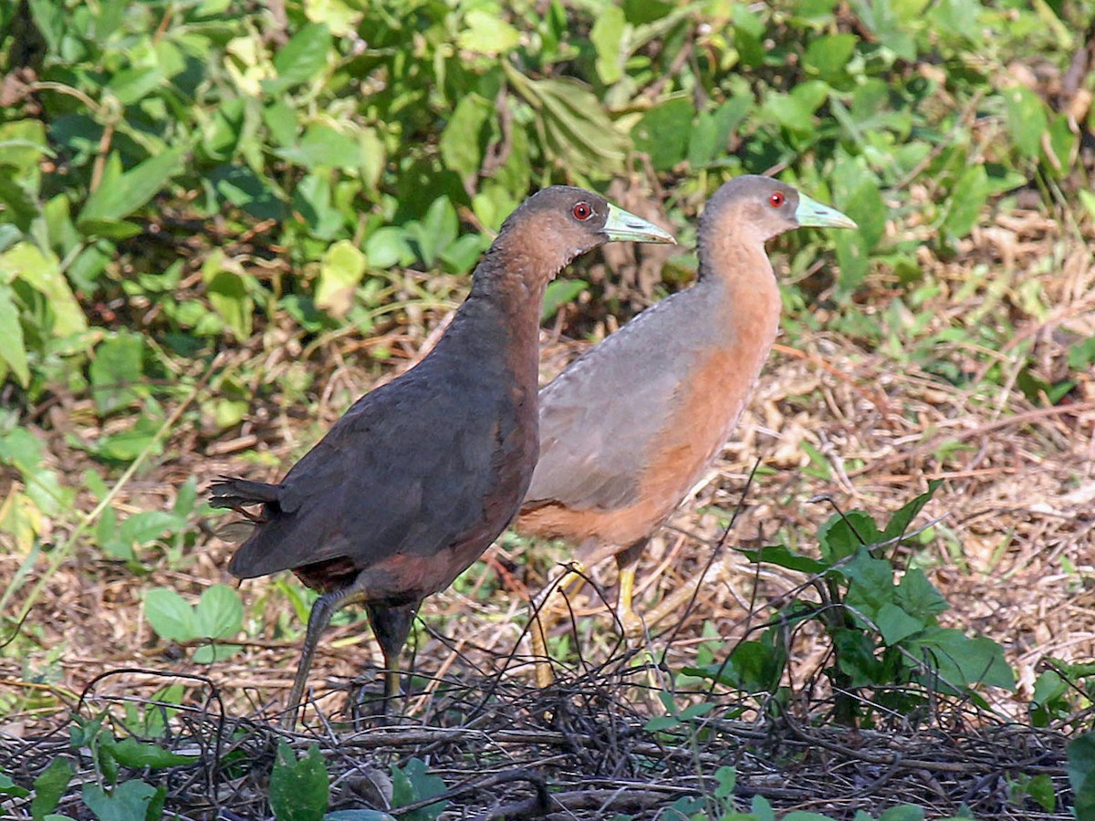 Isabelline Bush-hen - Amaurornis isabellina - Birds of the World