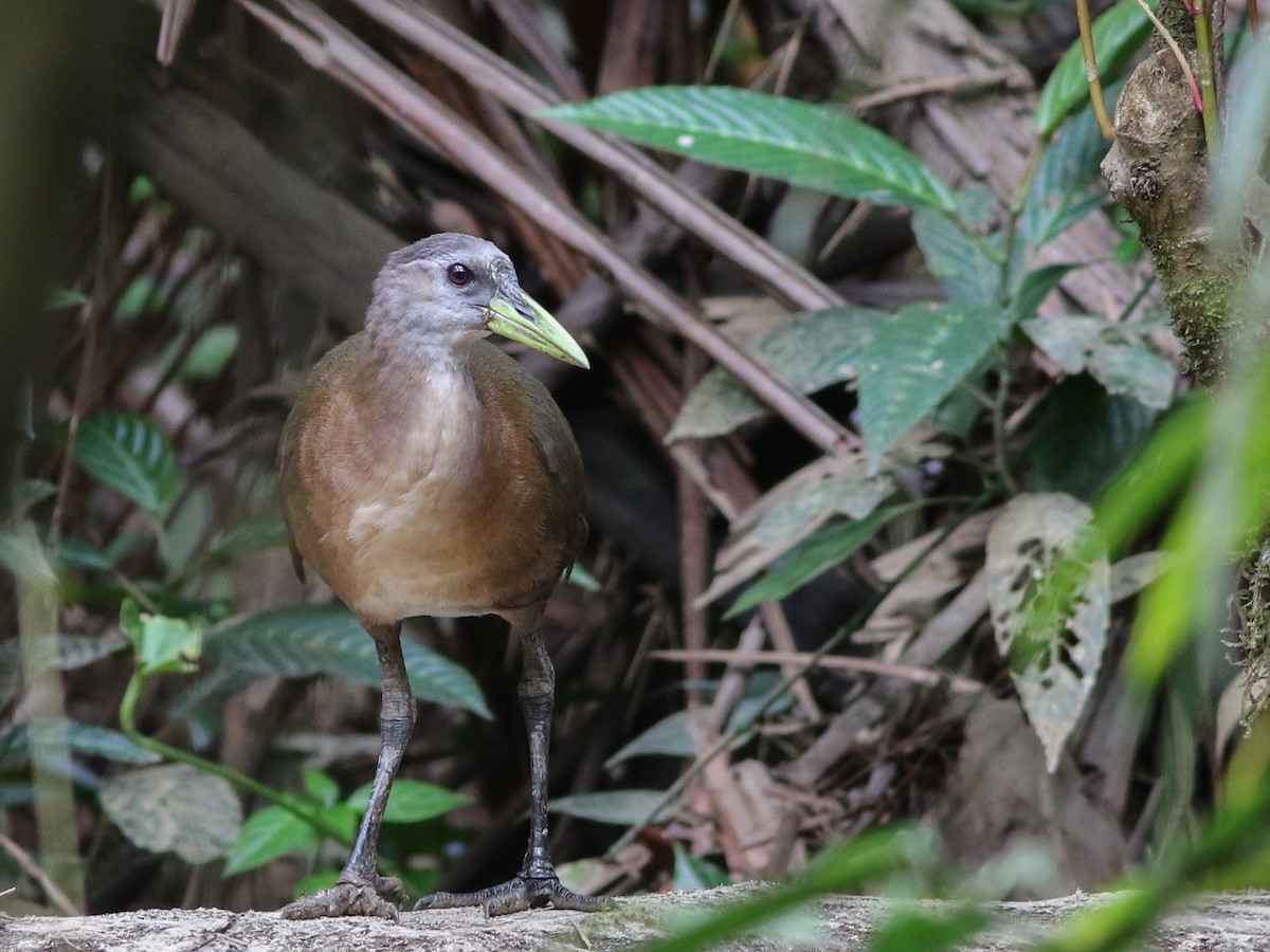 New Guinea Flightless Rail - Megacrex inepta - Birds of the World