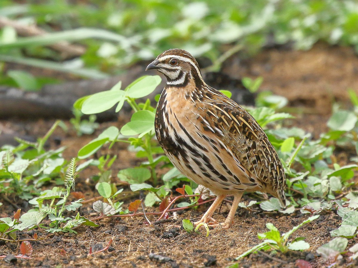Rain Quail - Coturnix coromandelica - Birds of the World