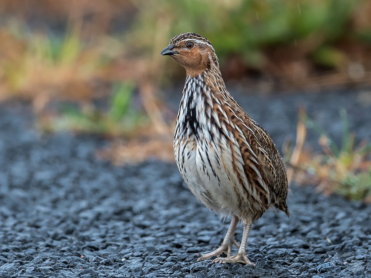 Stubble Quail - Coturnix pectoralis - Birds of the World