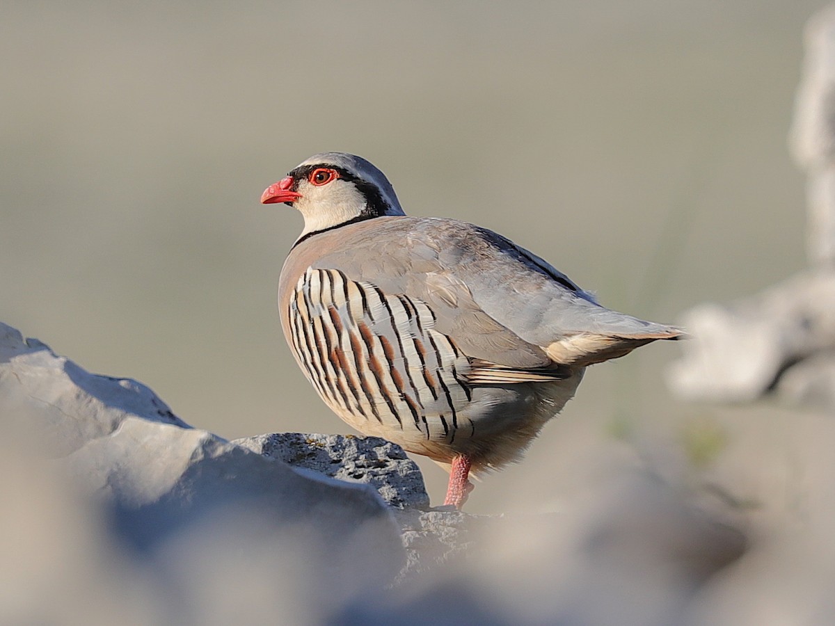 Rock Partridge - Alectoris graeca - Birds of the World