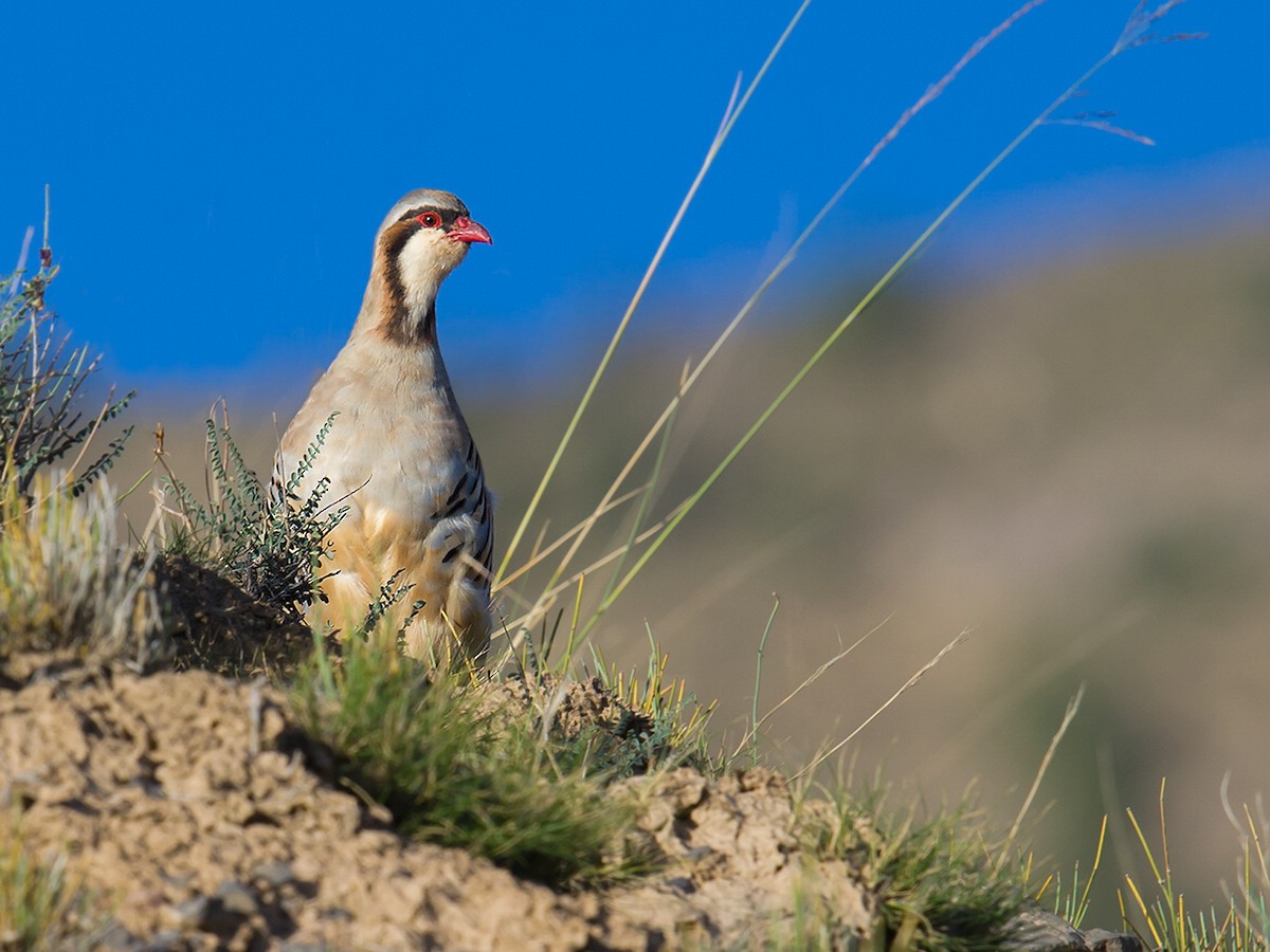 Przevalski's Partridge - Alectoris magna - Birds of the World