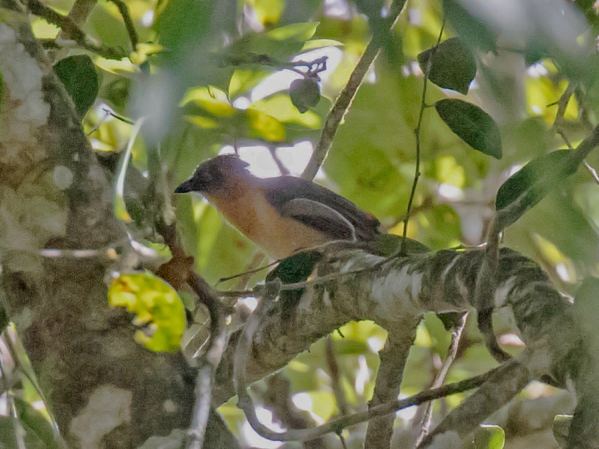 Piping Bellbird - Ornorectes cristatus - Birds of the World