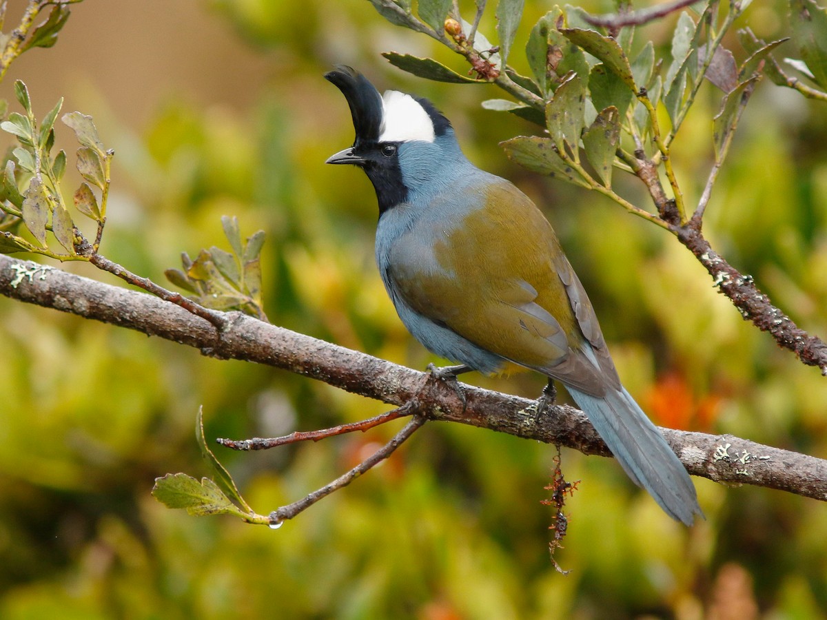 Western Crested Berrypecker - Paramythia olivacea - Birds of the World