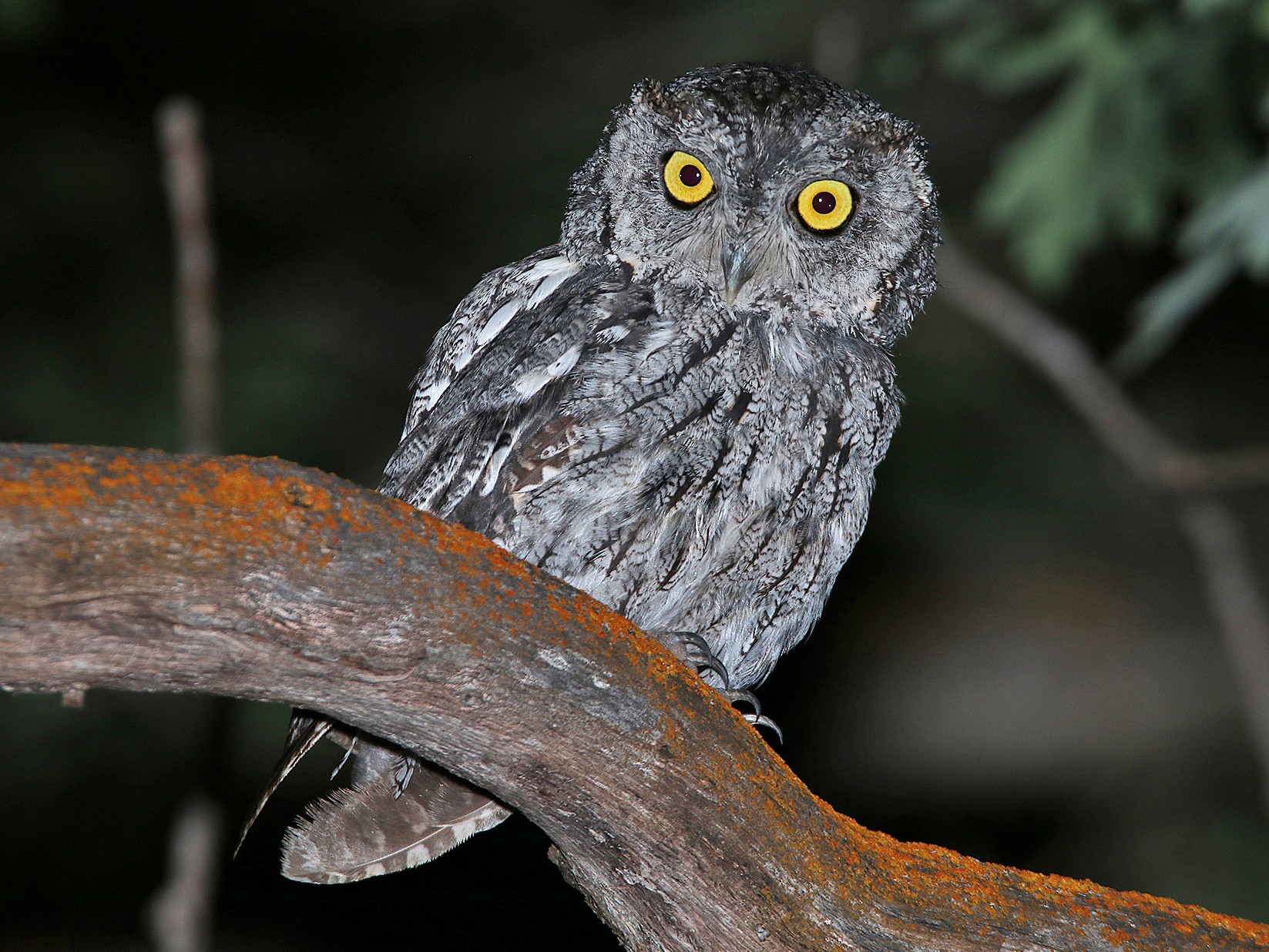 Western Screech-Owl - eBird