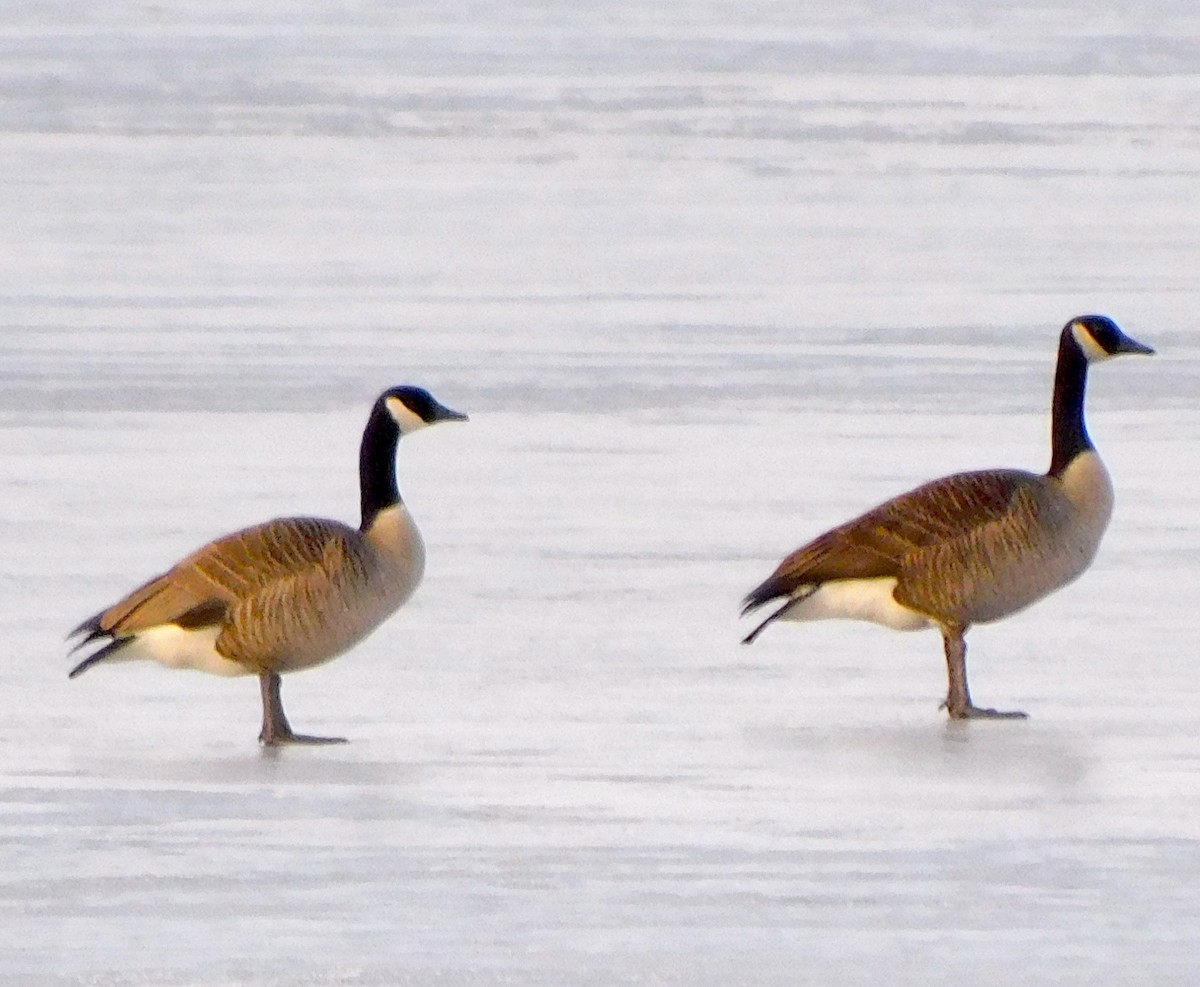 eBird Checklist - 25 Feb 2021 - Walborn Reservoir (Stark Co.) - 11 species
