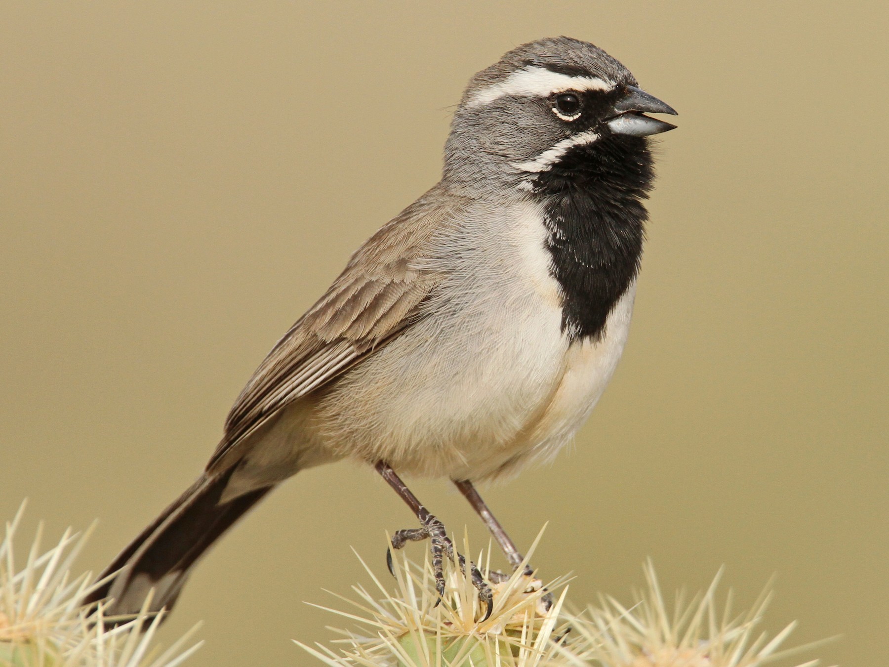 Black-throated Sparrow - eBird