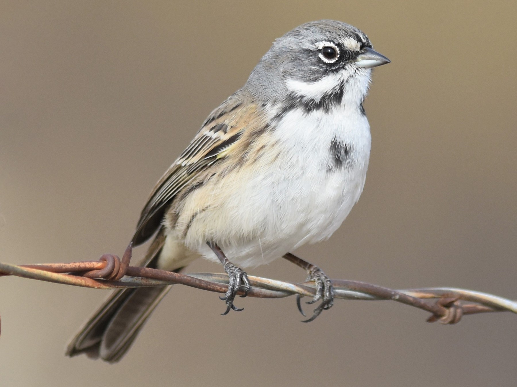Chingolo de Bell - eBird