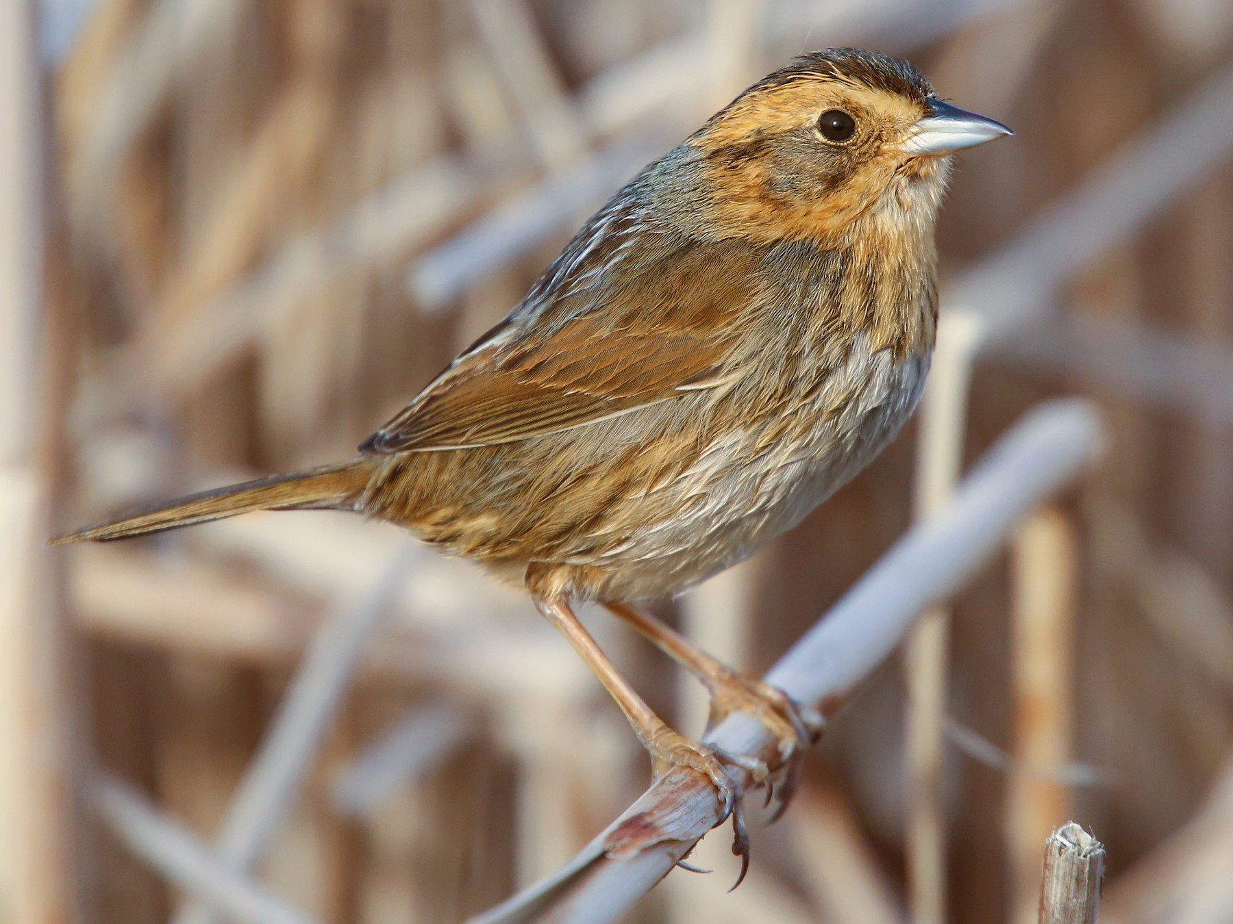 Nelson's Sparrow - eBird