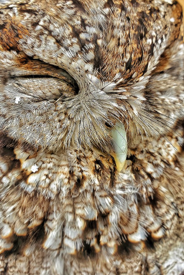 Tecolote del Oeste (grupo kennicottii) - eBird