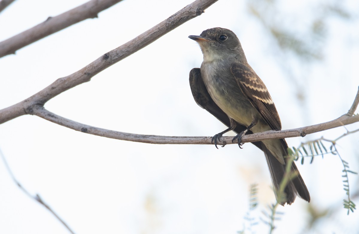 Western/Eastern Wood-Pewee - eBird
