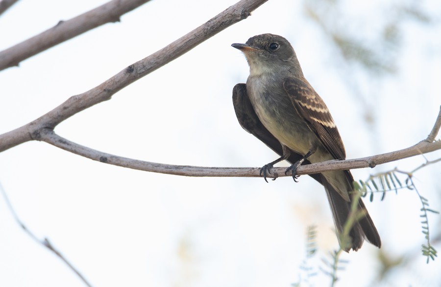 Vestlig Pivi/Østlig Pivi - eBird