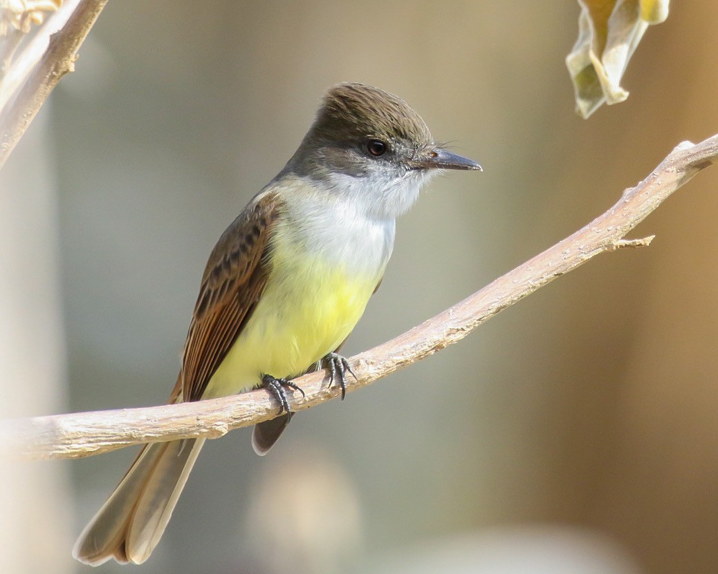 Burlisto Corona Negra [grupo lawrenceii] - eBird