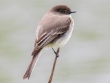 Eastern Phoebe - Range map: Non-breeding - eBird Status and Trends