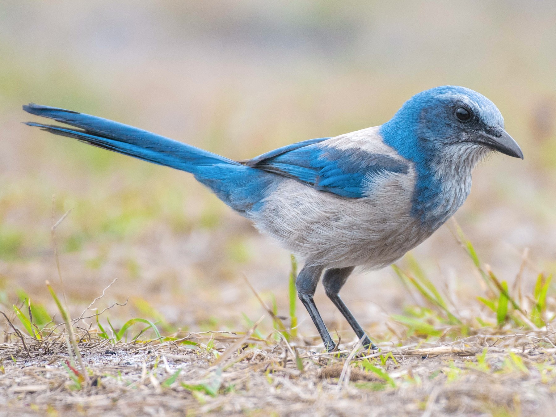 Scrub Jay Food