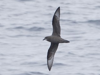 Murphy's Petrel - eBird
