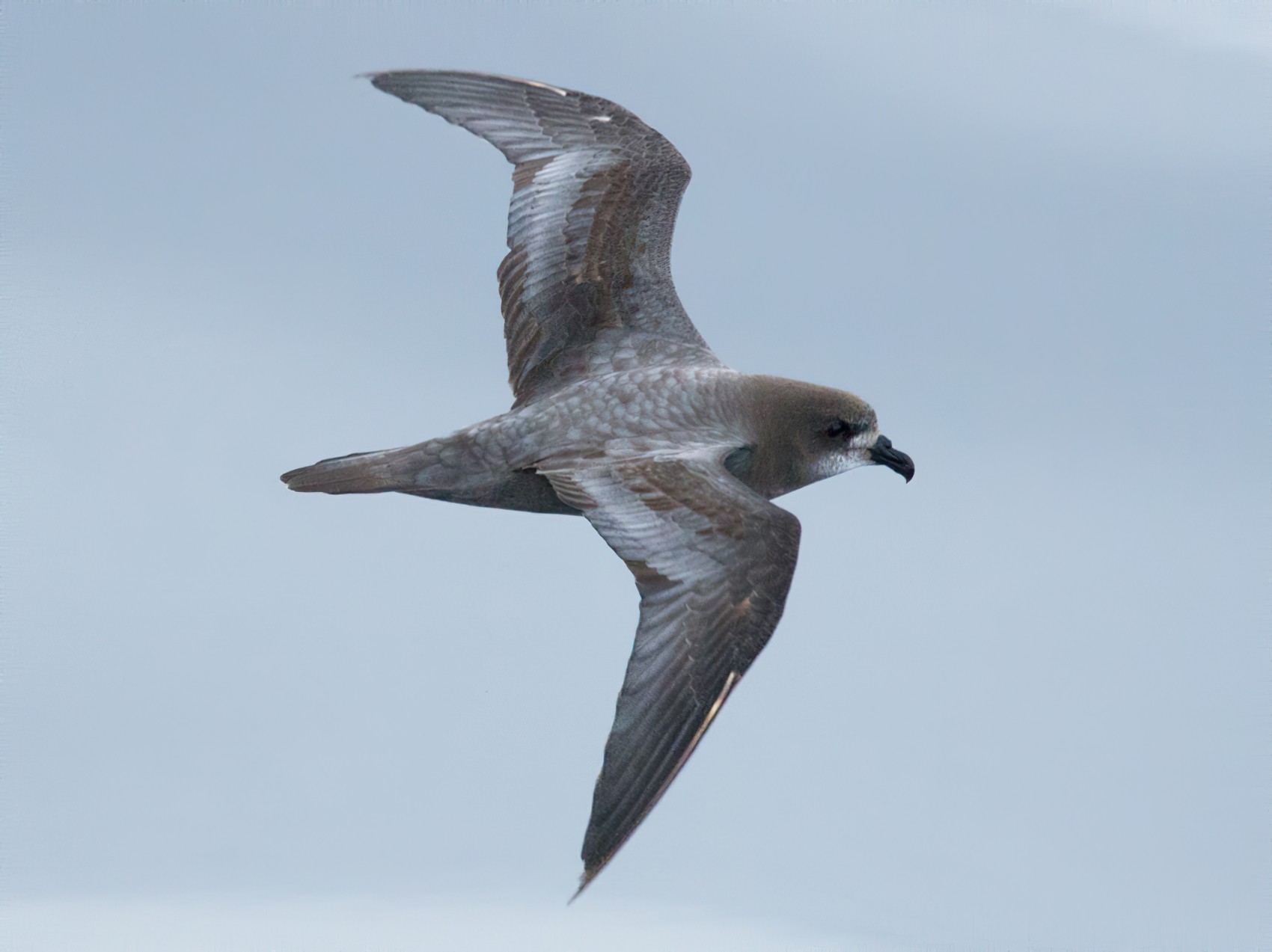 Murphy's Petrel - eBird