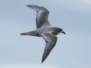 Murphy's Petrel - eBird