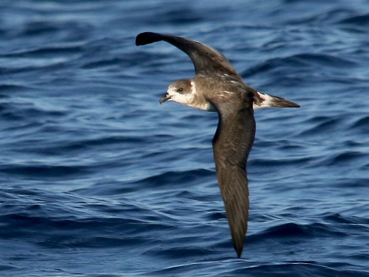 Bermuda Petrel - eBird