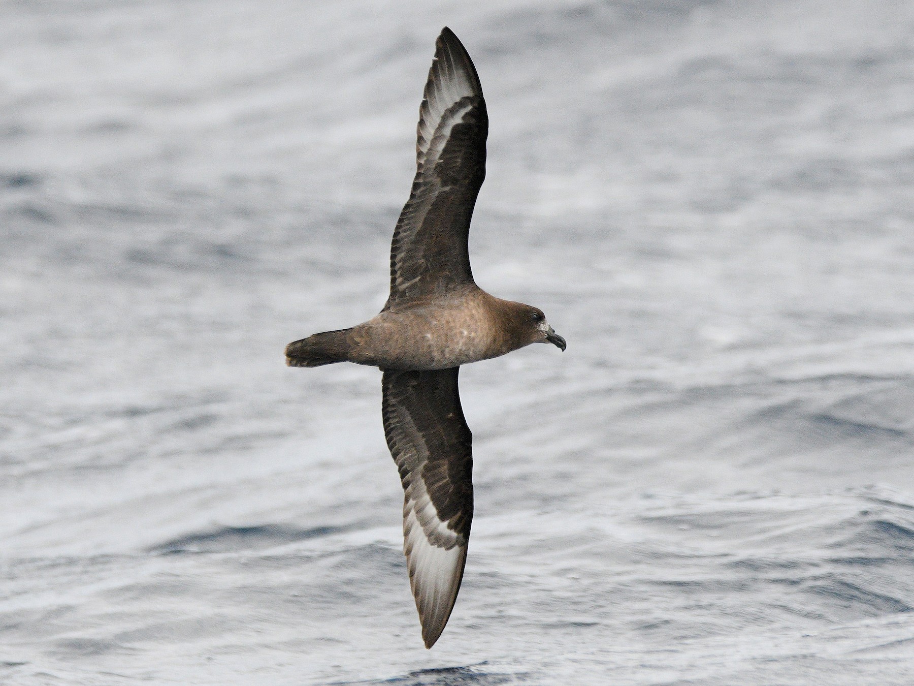 Providence Petrel - eBird