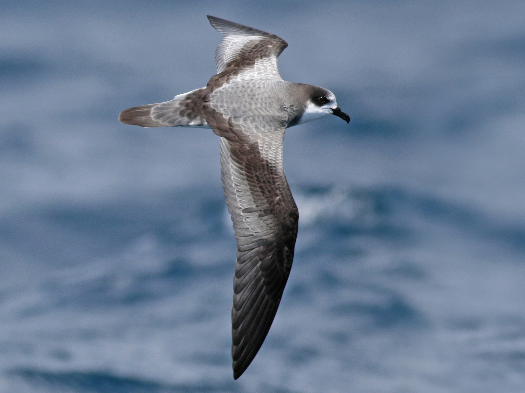 ヒメシロハラミズナギドリ - eBird