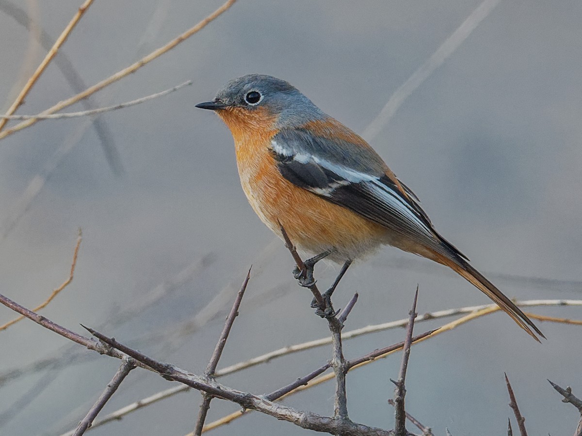 Ala Shan Redstart - Phoenicurus alaschanicus - Birds of the World