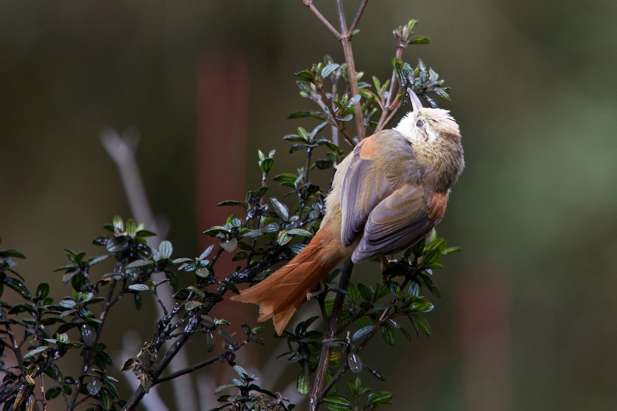 Creamy-crested Spinetail - Cranioleuca albicapilla - Birds of the World
