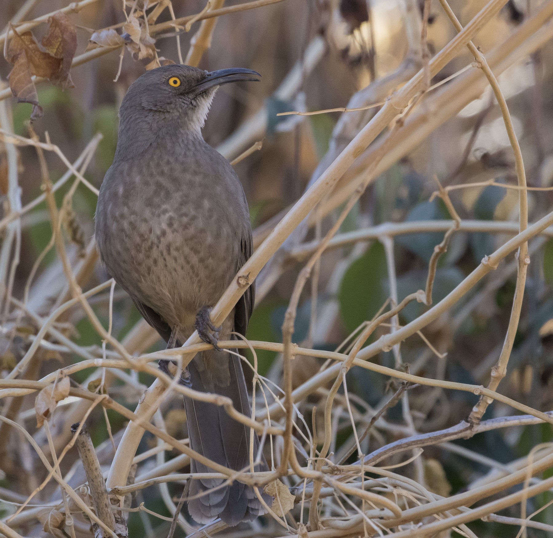 Curve-billed Thrasher (palmeri Group) - eBird
