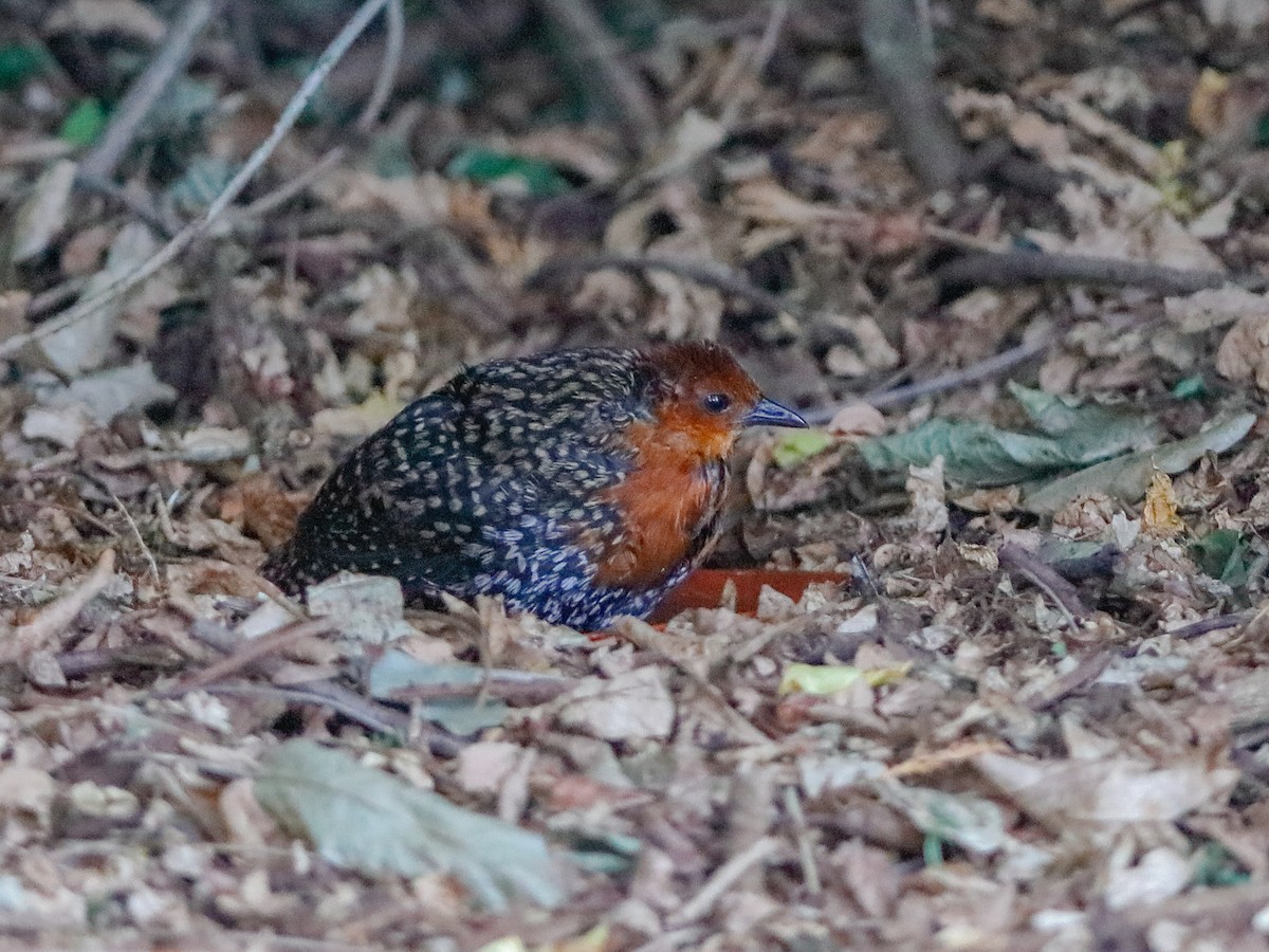 Buff-spotted Flufftail - Sarothrura elegans - Birds of the World