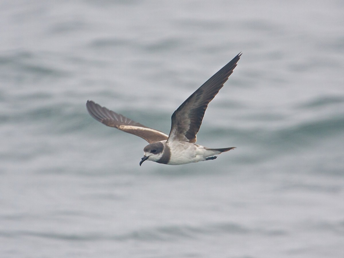 Ringed Storm-Petrel - Hydrobates hornbyi - Birds of the World