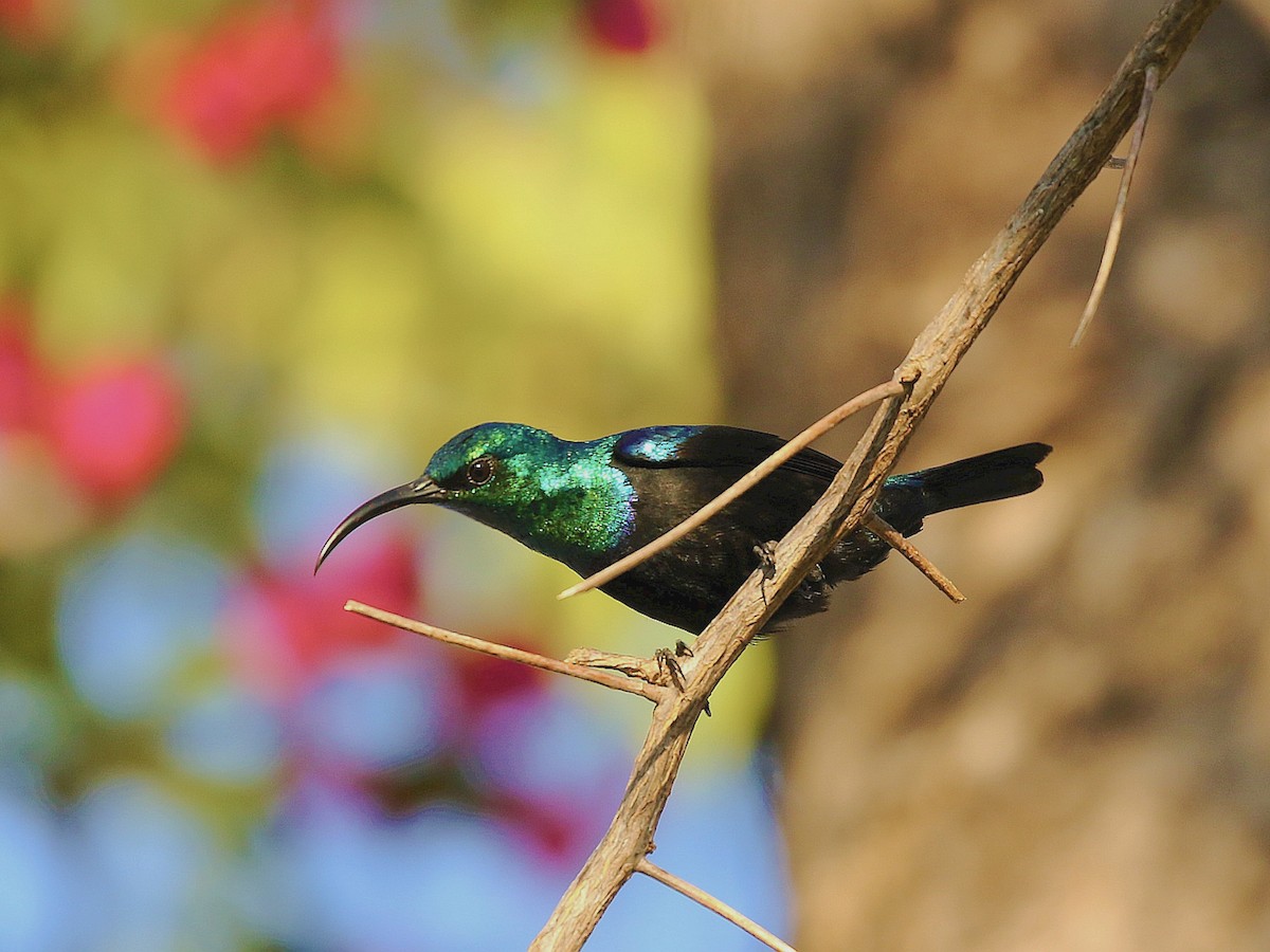 Malagasy Sunbird - Cinnyris notatus - Birds of the World