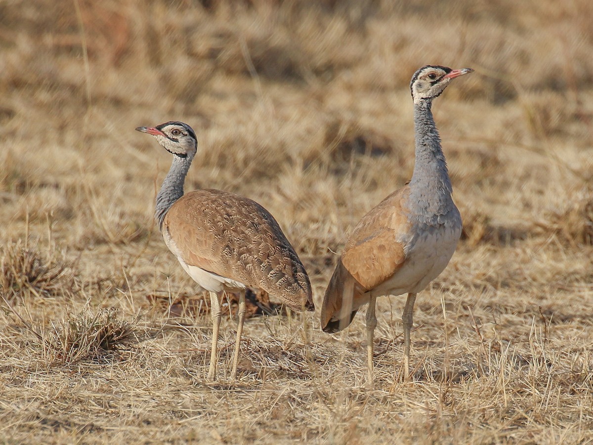 White-bellied Bustard - Eupodotis senegalensis - Birds of the World