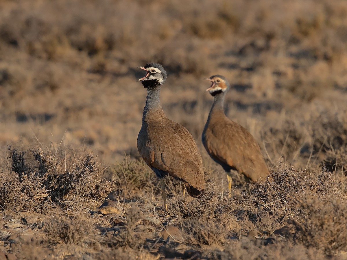 Blue Bustard - Eupodotis caerulescens - Birds of the World