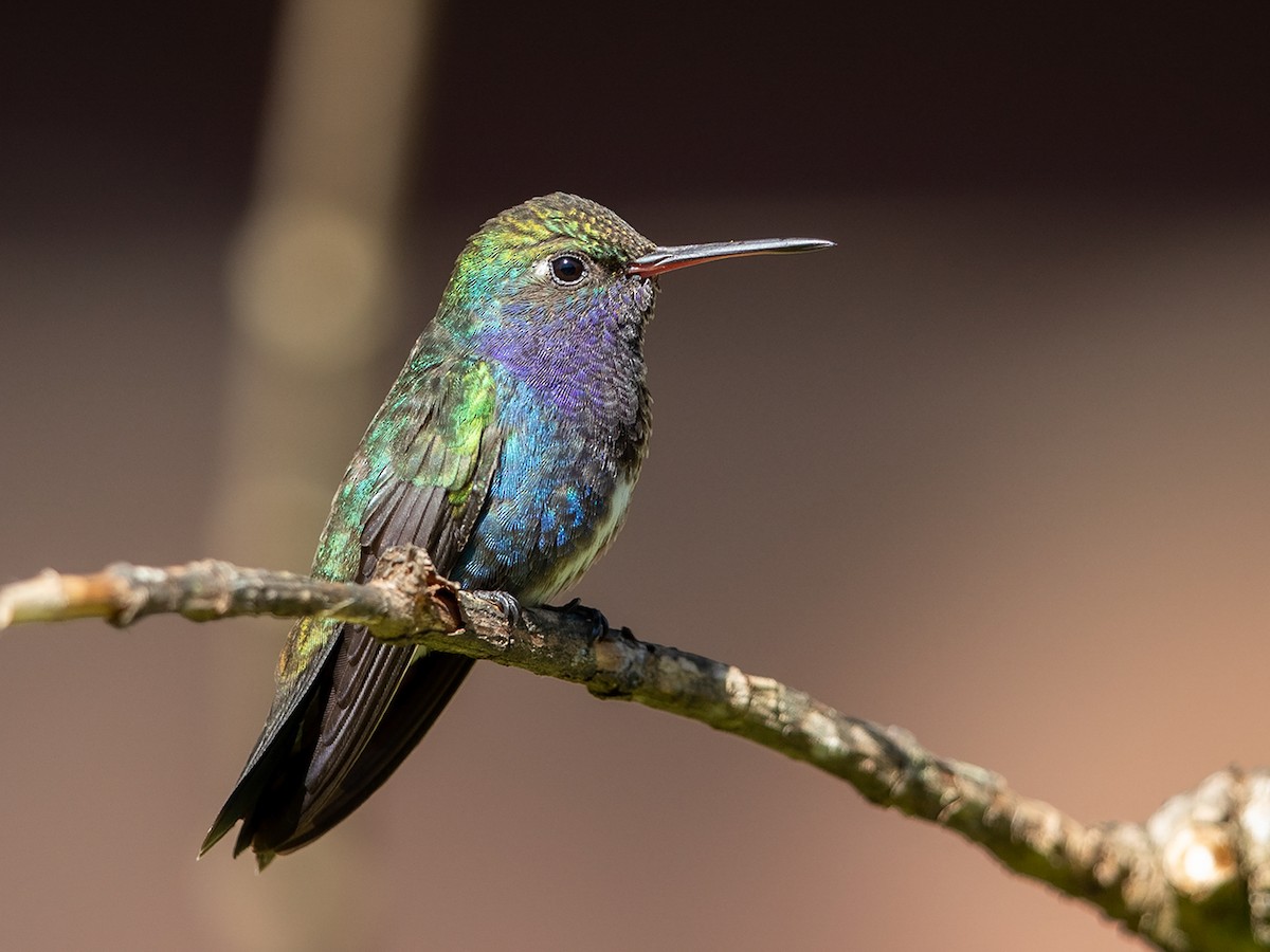 Sapphire-spangled Emerald - Chionomesa lactea - Birds of the World