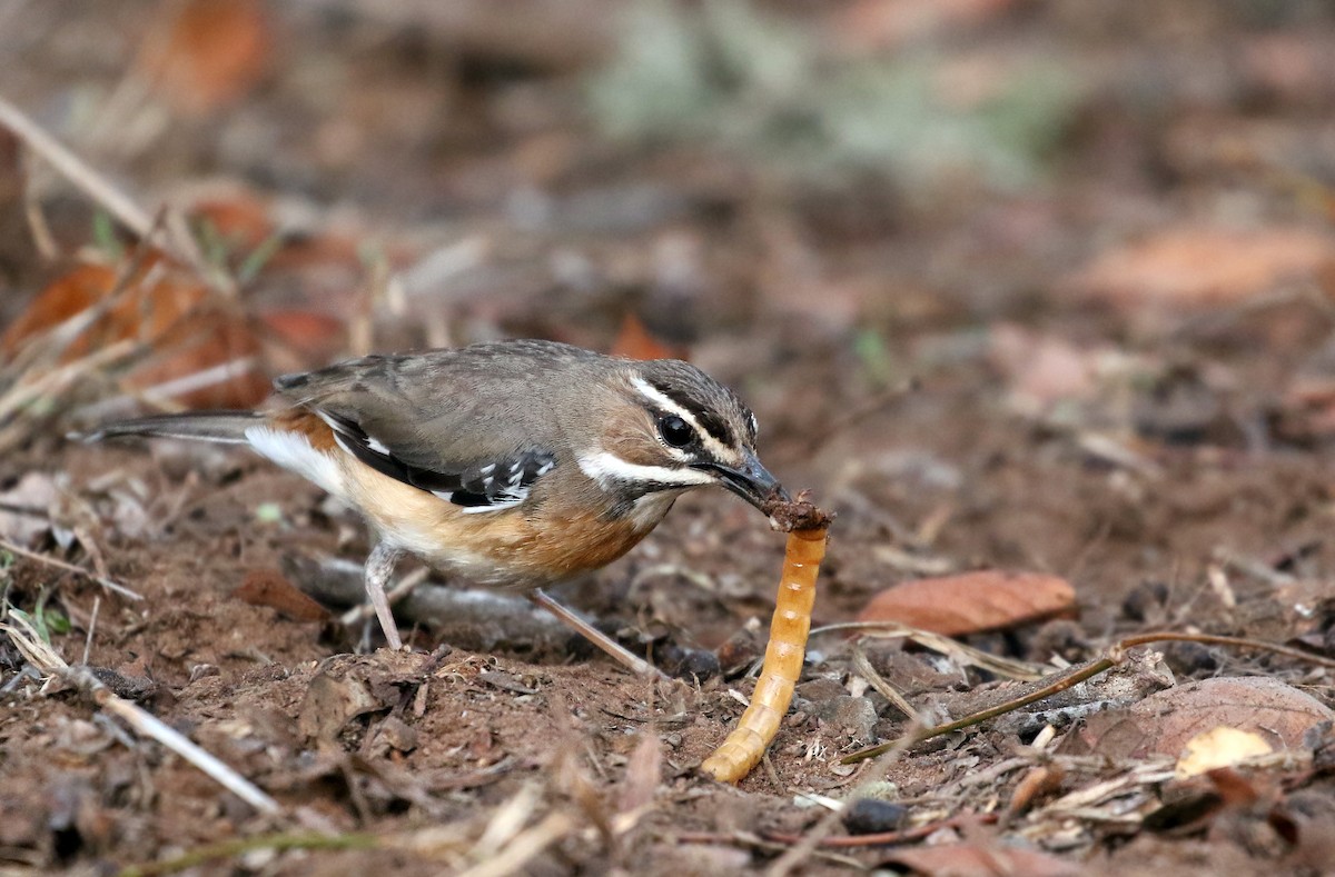 Bearded Scrub-Robin - Tychaedon quadrivirgata - Birds of the World