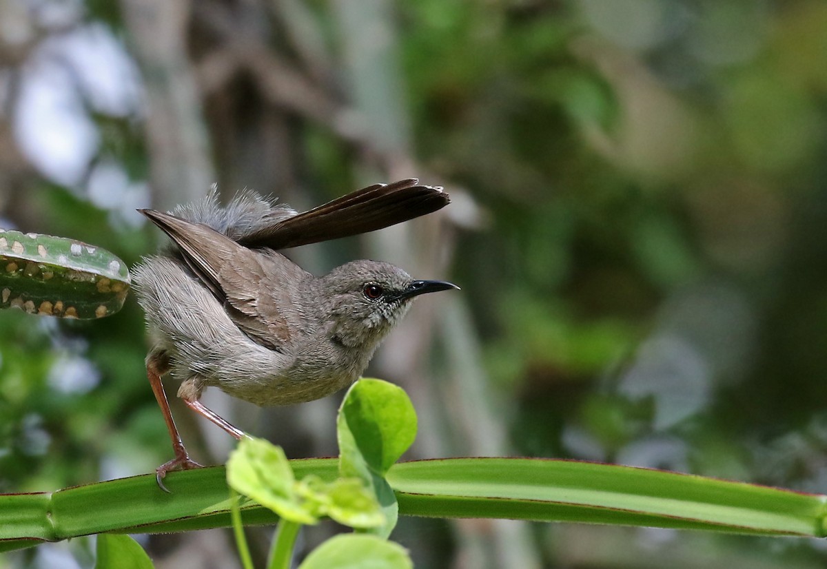 Gray Wren-Warbler - Calamonastes simplex - Birds of the World