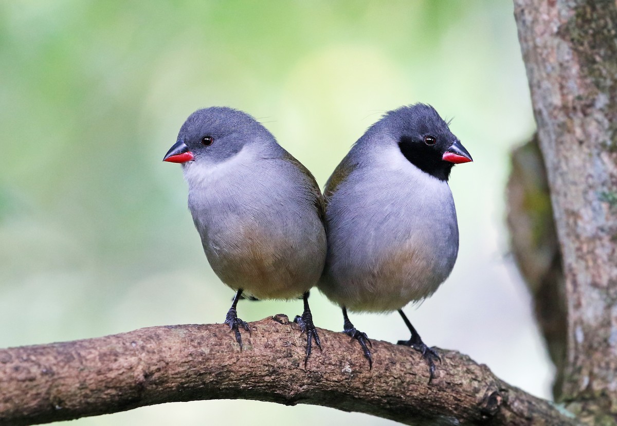Swee Waxbill - Coccopygia melanotis - Birds of the World