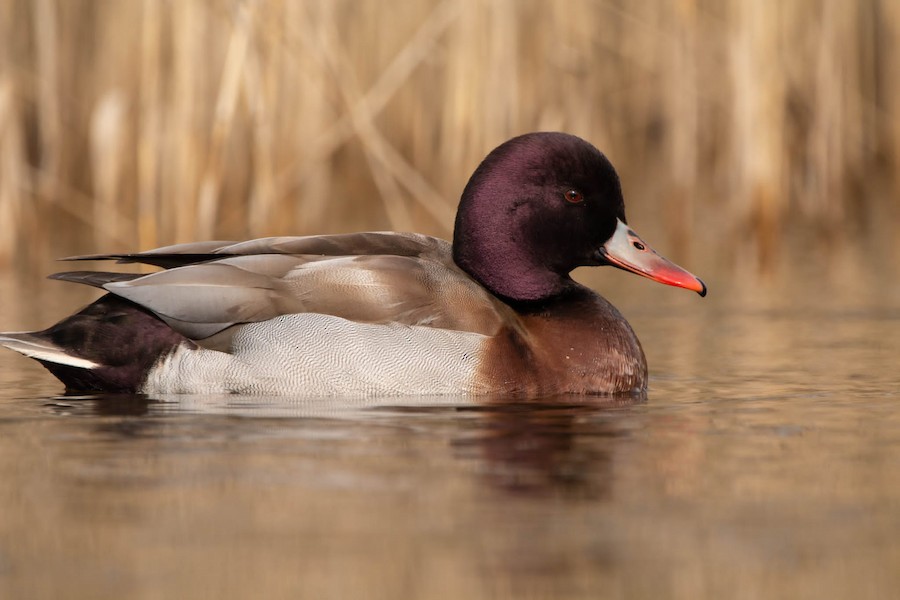 Mallard x Red-crested Pochard (hybrid) - eBird
