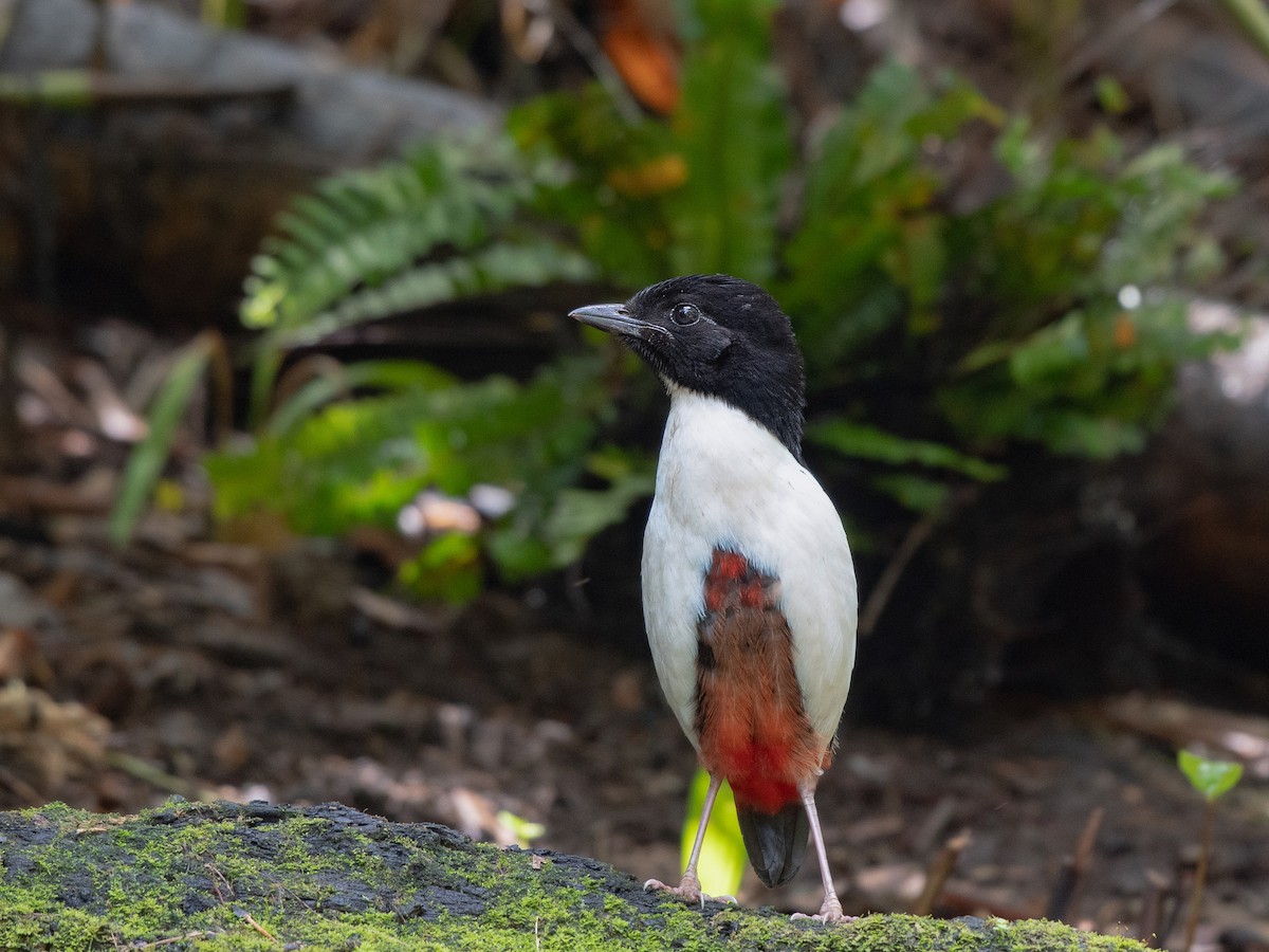 Ivory-breasted Pitta - Pitta maxima - Birds of the World