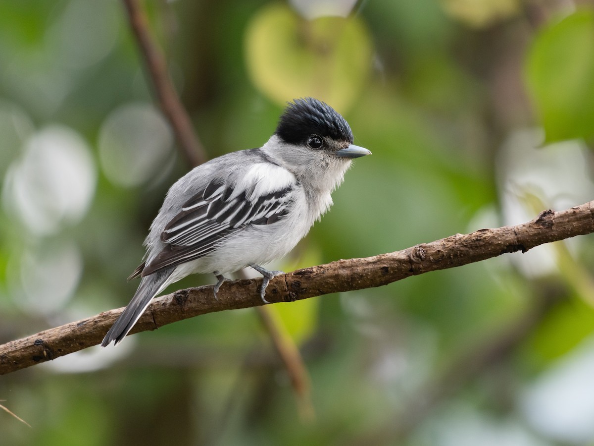 Gray-collared Becard - Pachyramphus major - Birds of the World