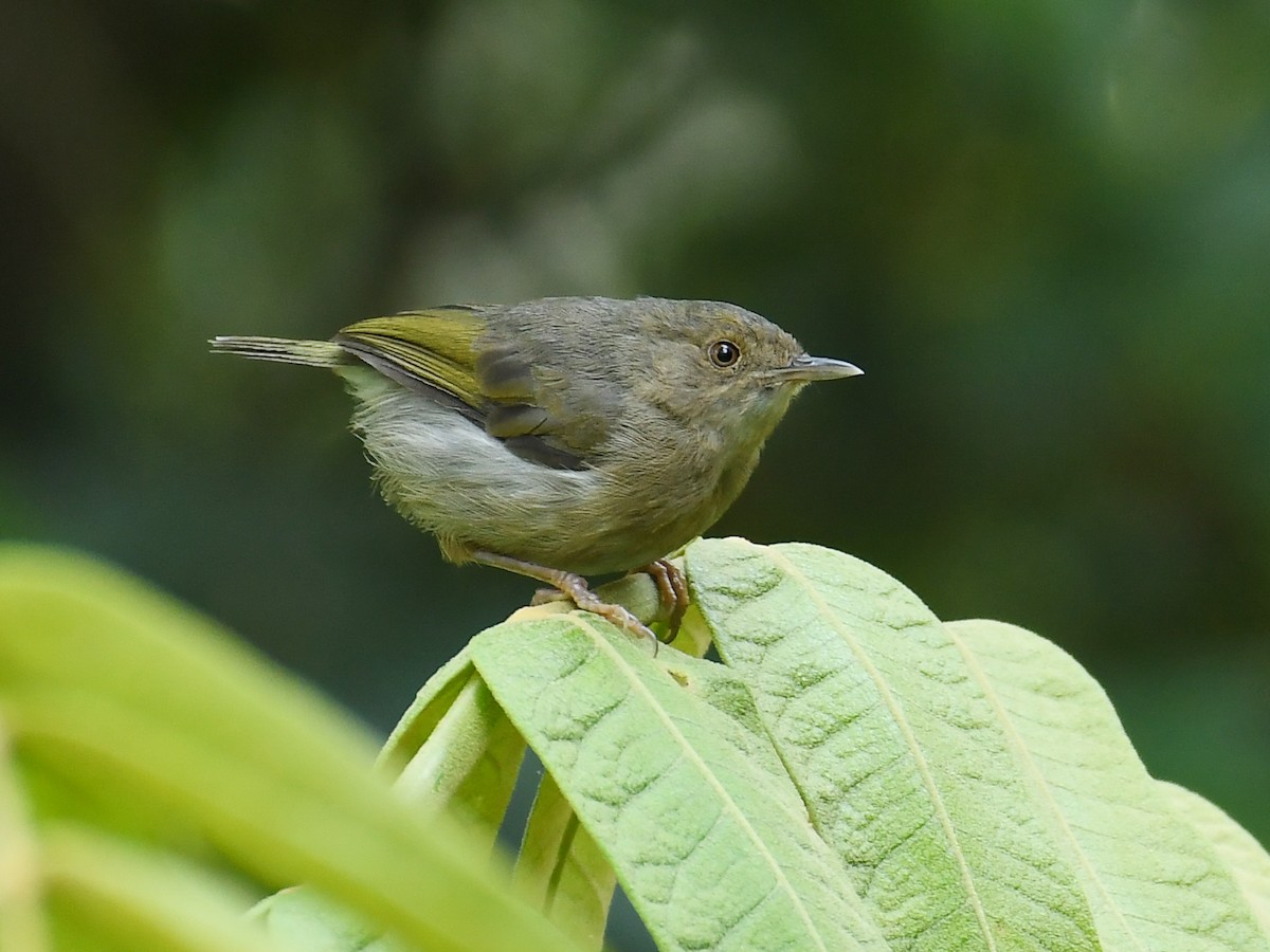 Olive-green Camaroptera - Camaroptera chloronota - Birds of the World
