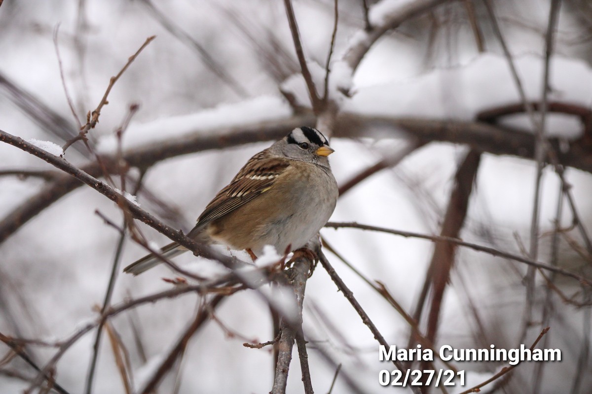 eBird Checklist - 27 Feb 2021 - Anchorage - 3 species