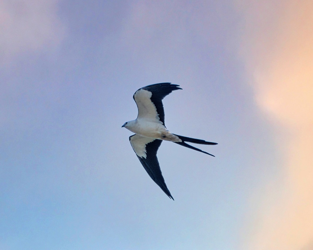 ML312057521 - Swallow-tailed Kite - Macaulay Library