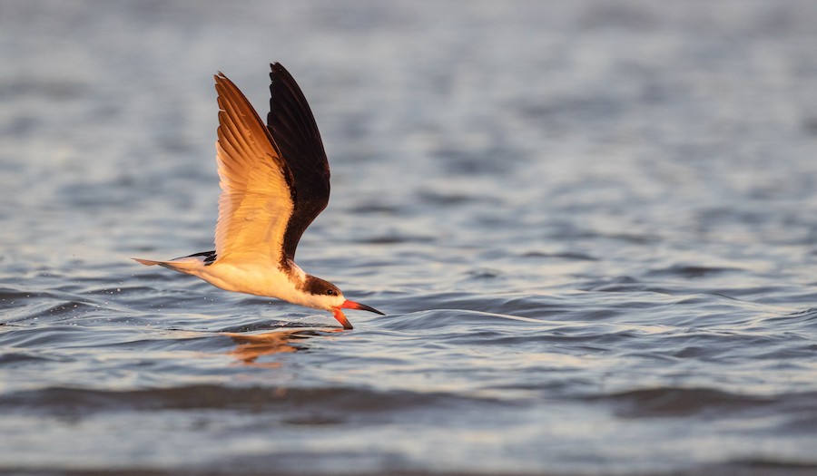 Rayador Negro (niger) - eBird