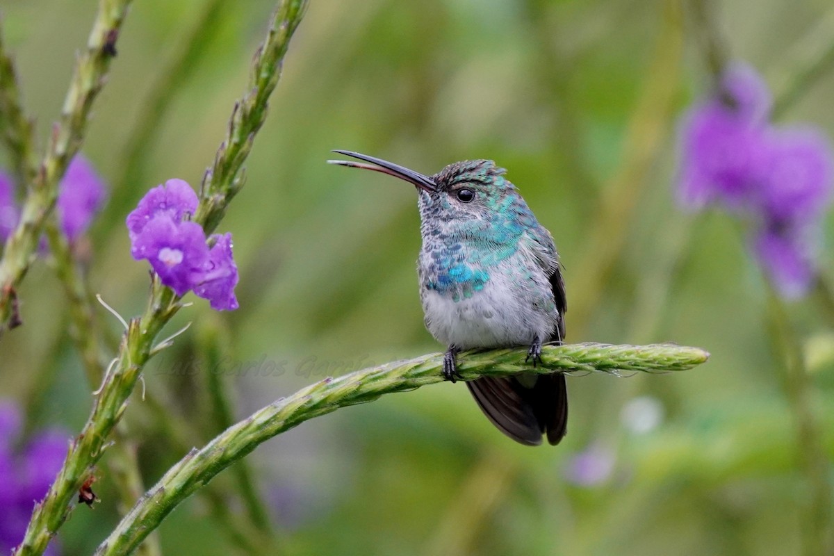 eBird Colombia Checklist - 19 Dec 2020 - El Encanto Reserva ...
