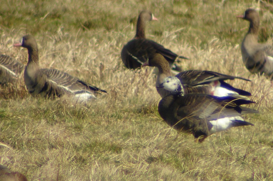 Greater White-fronted x Barnacle Goose (hybrid) - eBird
