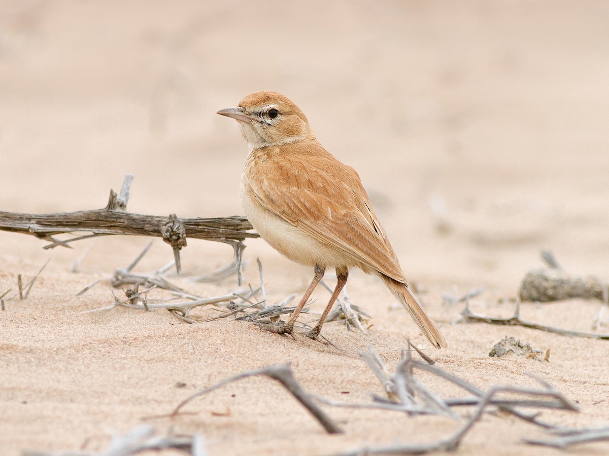 Dune Lark - Calendulauda erythrochlamys - Birds of the World