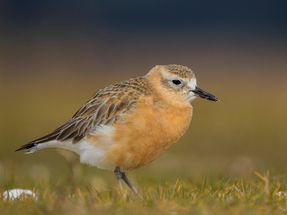 Red-breasted Dotterel - Anarhynchus obscurus - Birds of the World